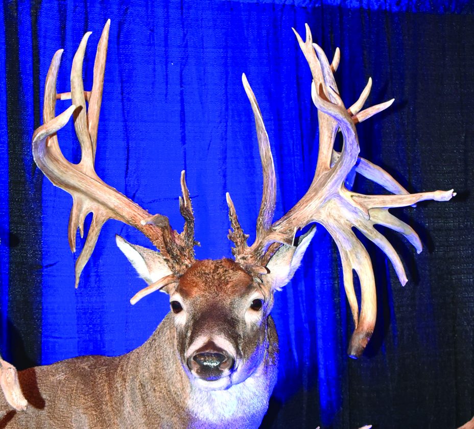 Antlers Are Unique Proof Of What Is Possible News Sports Jobs 